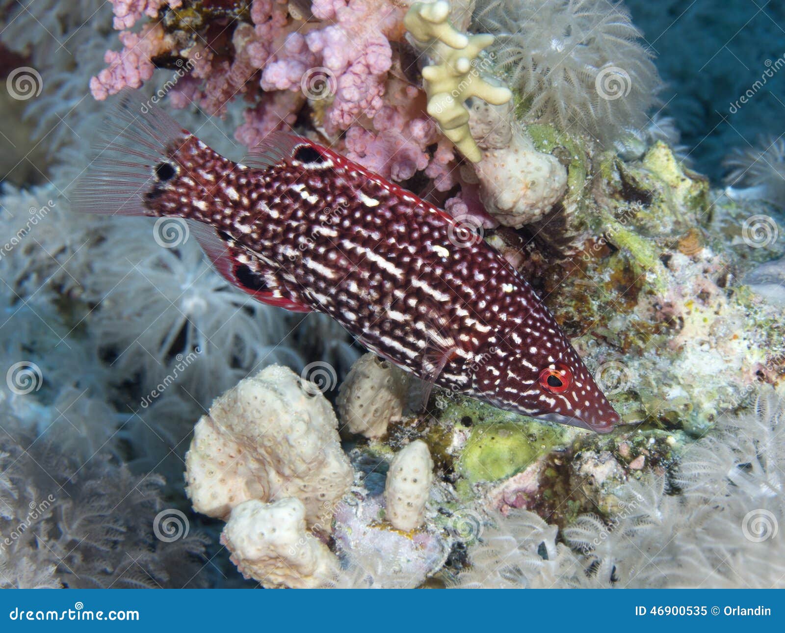 Diana S Hogfish in Red Sea, Stock Image - Image of scuba, life: 46900535