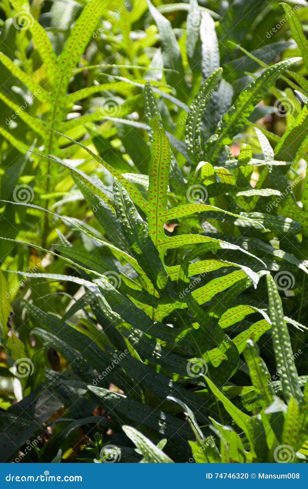 Dianella caerulea plants stock photo. Image of green - 74746320