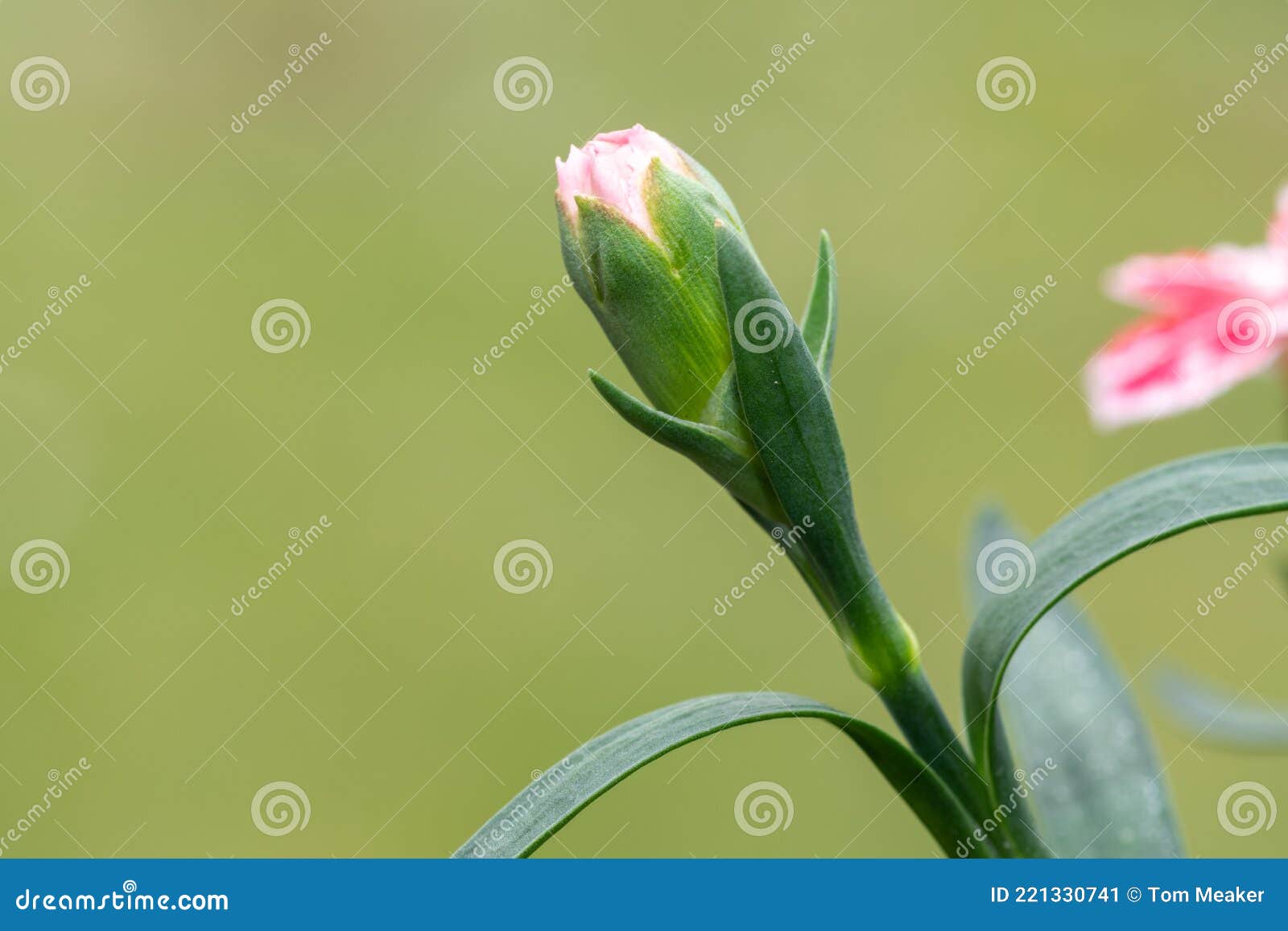 Dianthe image stock. Image du extérieur, beau, nature - 221330741