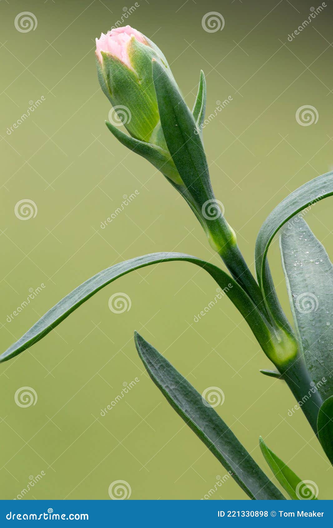 Dianthe photo stock. Image du normal, fleuraison, beau - 221330898