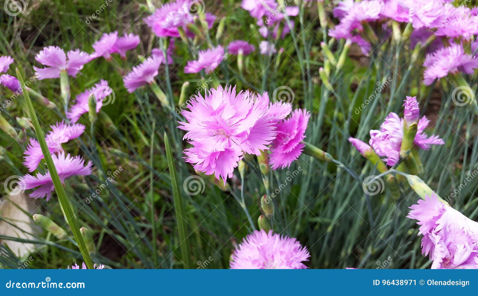 Dianthus - Beautiful Rosy Flowering Plants Stock Image - Image of flora ...