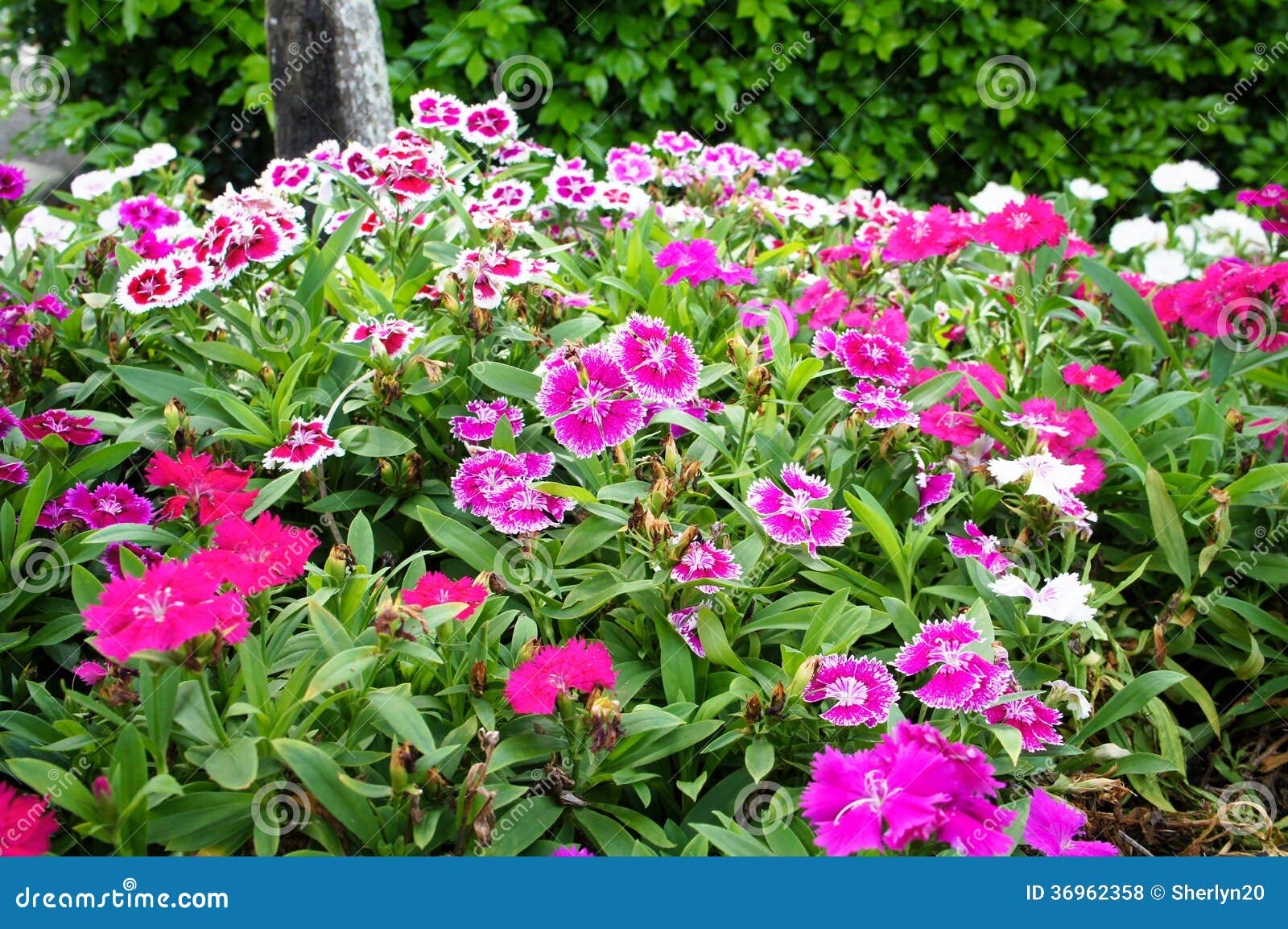 Dianthus Blooming in the Garden Stock Photo - Image of garden, dianthus ...