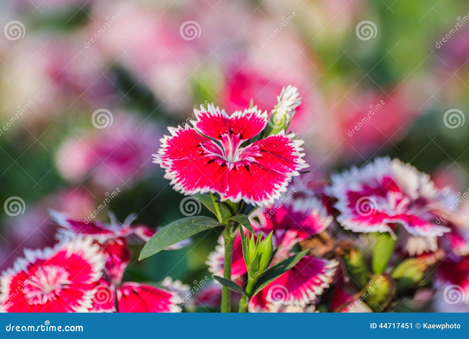 Dianthus Chinensis Flowers. Stock Image - Image of wild, flower: 44717451
