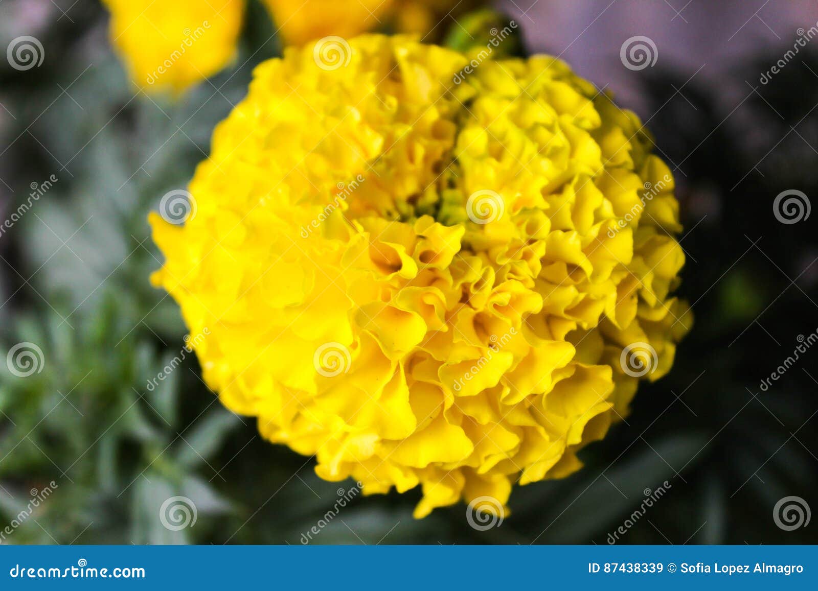 Dianthus Chinensis stock image. Image of cactus, view - 87438339