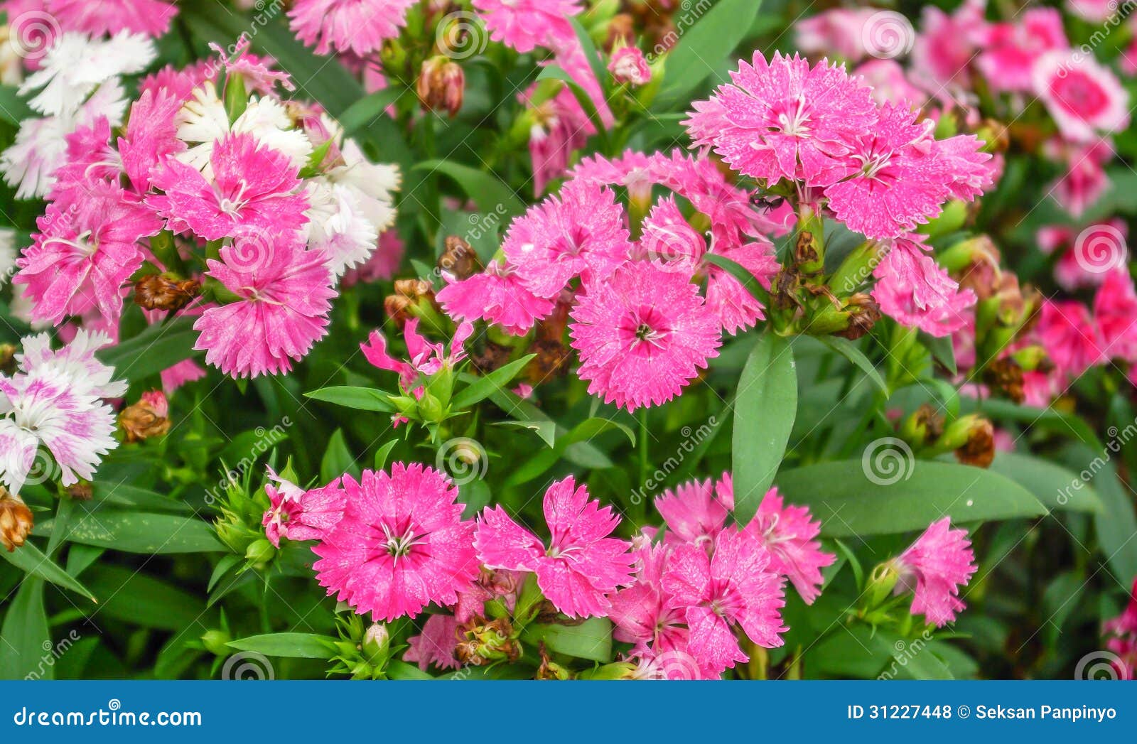 Dianthus stock photo. Image of flower, fragrant, season - 31227448