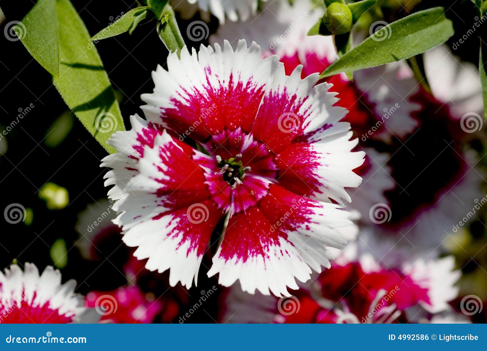Flower Detail Of Common Smilax, Aka Rough Bindweed - Smilax Aspera ...