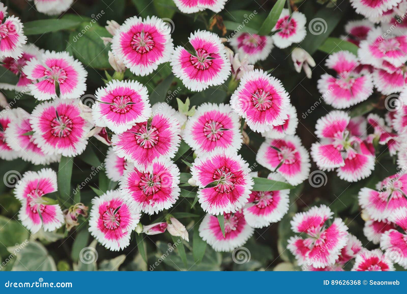 Dianthus Flower at the Flower Bed Stock Photo - Image of cultivation ...