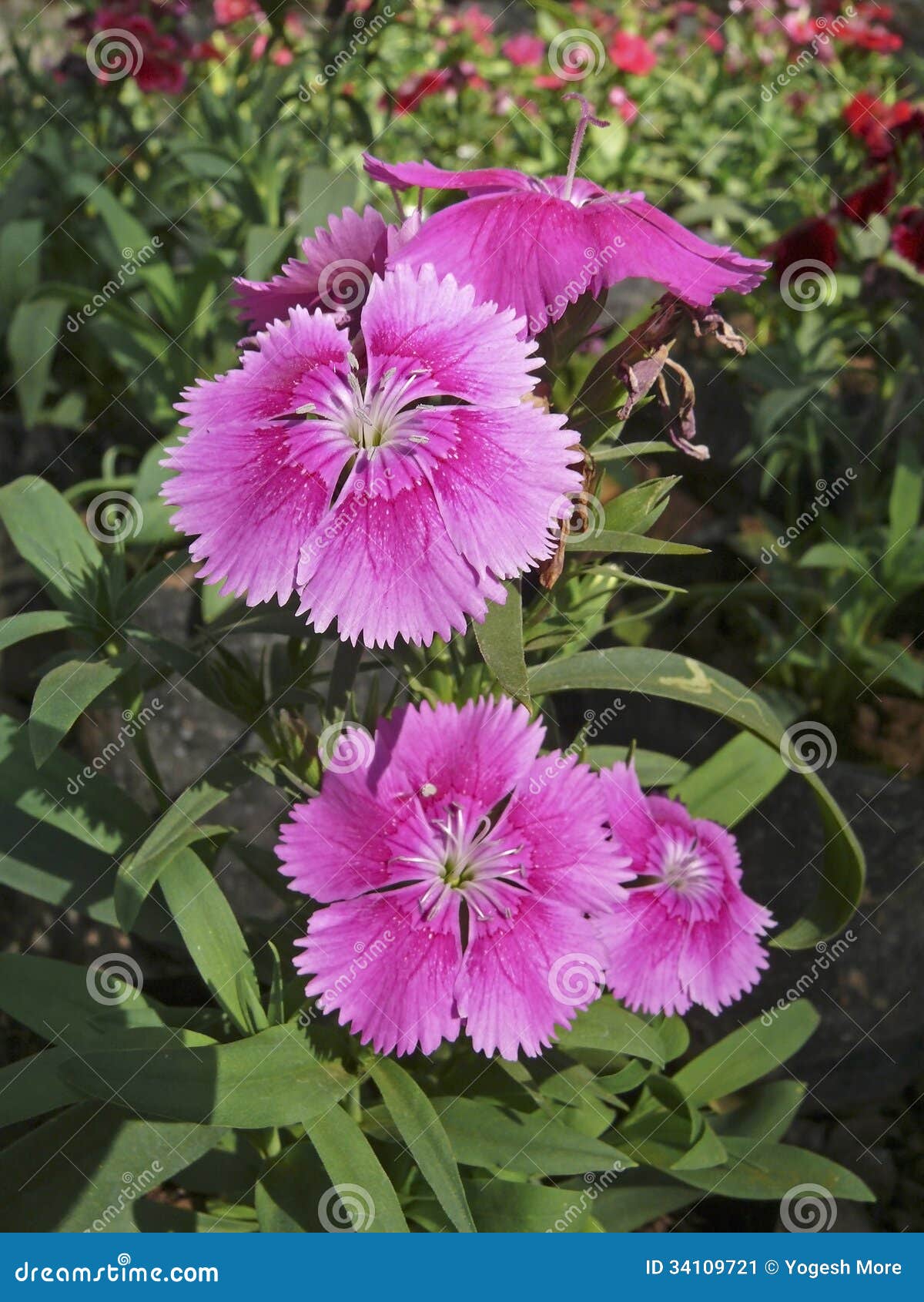 Dianthus flower stock image. Image of pune, nature, empress - 34109721