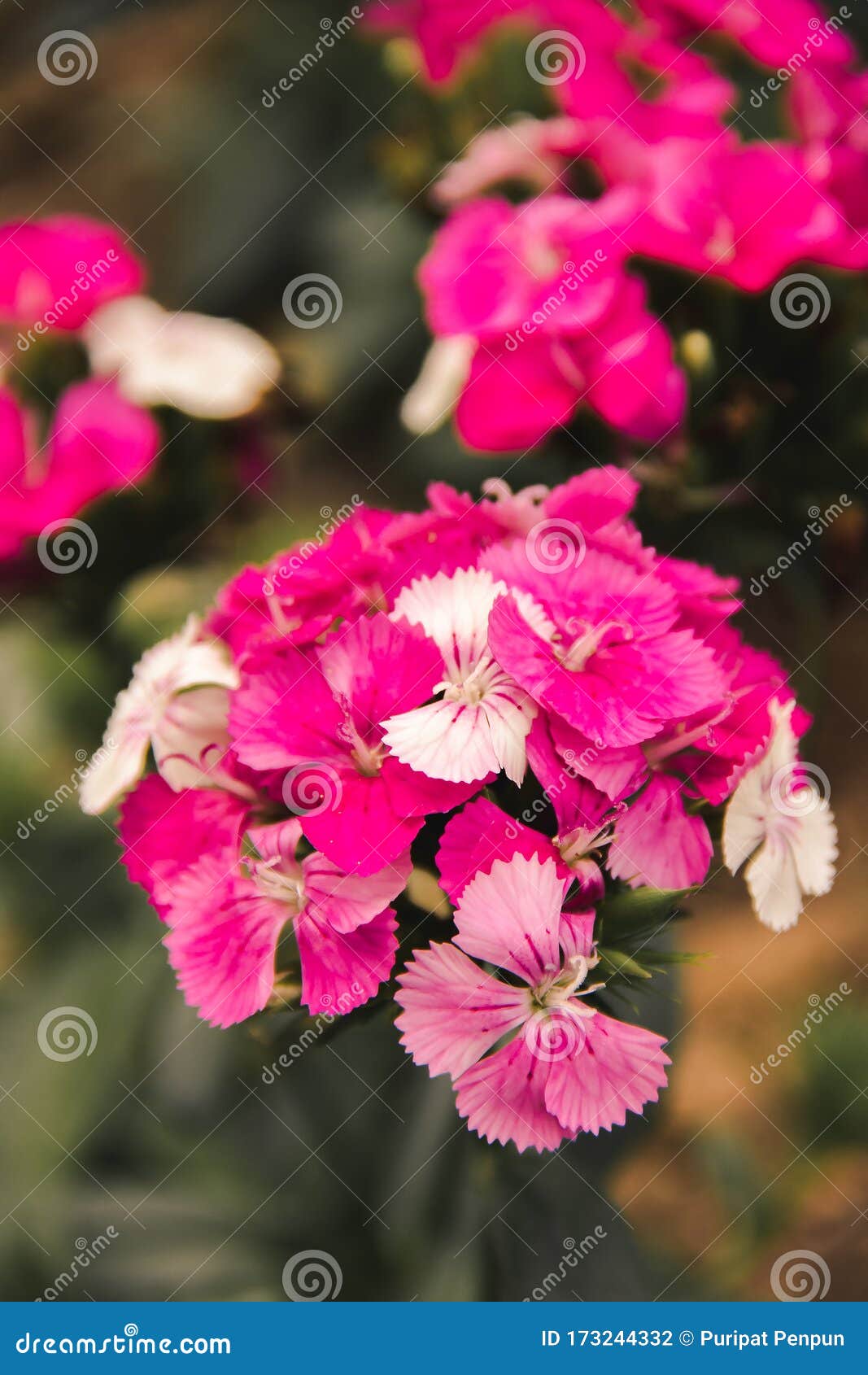 Dianthus Is A Genus Of About 300 Species Of Flowering Plants In The ...