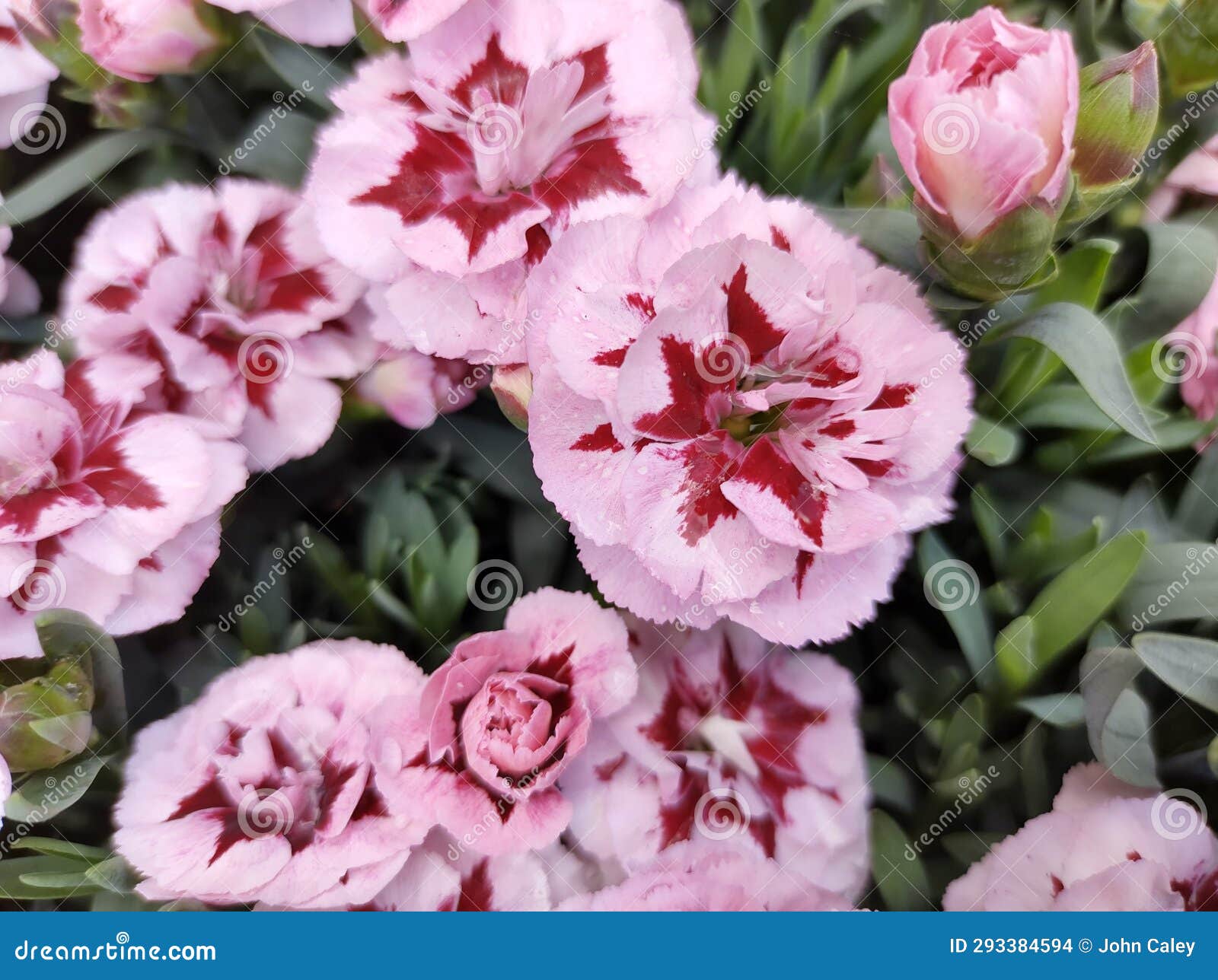 Dianthus Oscar Purple Star Stock Photo - Image of carnation, star ...