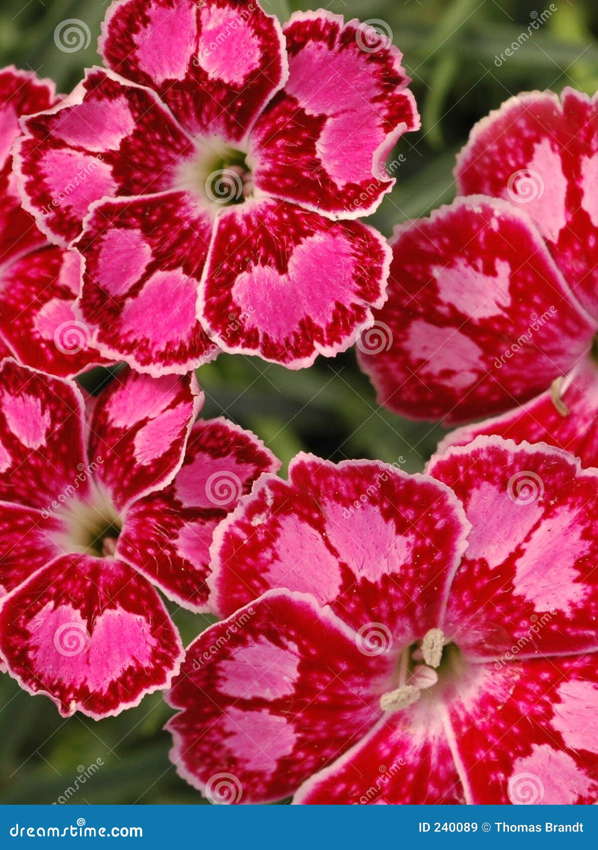 Macro of Dianthus Spotty stock image. Image of beautiful - 240089