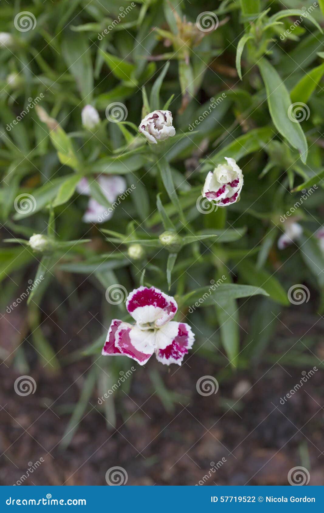 Dianthus - Sunflor stock photo. Image of white, dianthus - 57719522