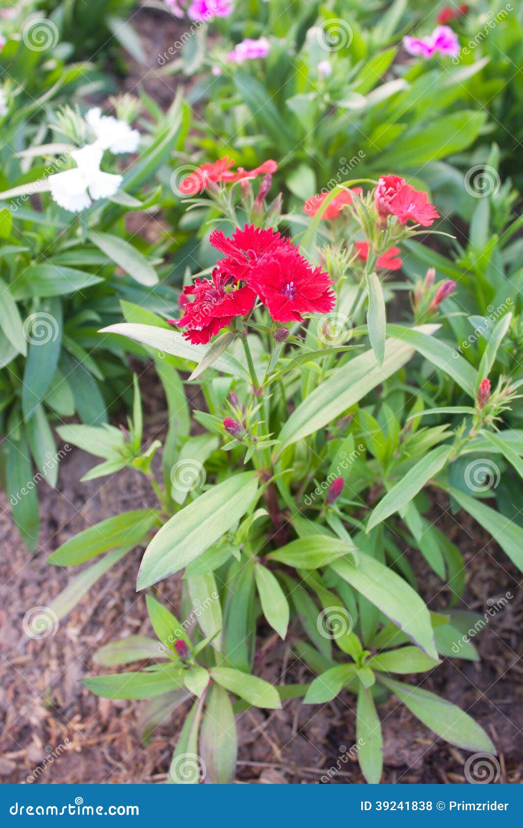 Dianthus stock photo. Image of leaf, flowers, nature - 39241838