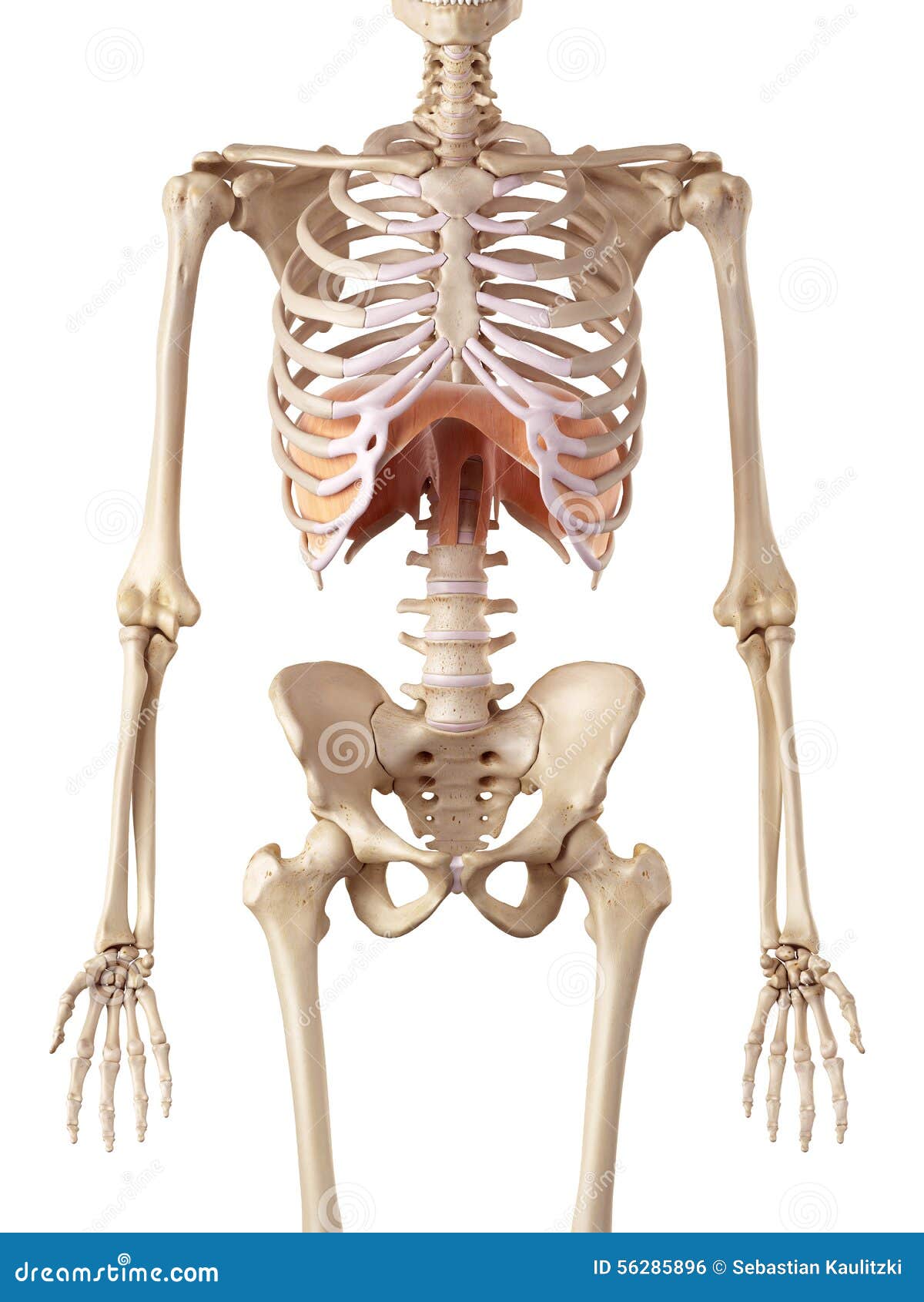 The diaphragm stock illustration. Illustration of science - 56285896