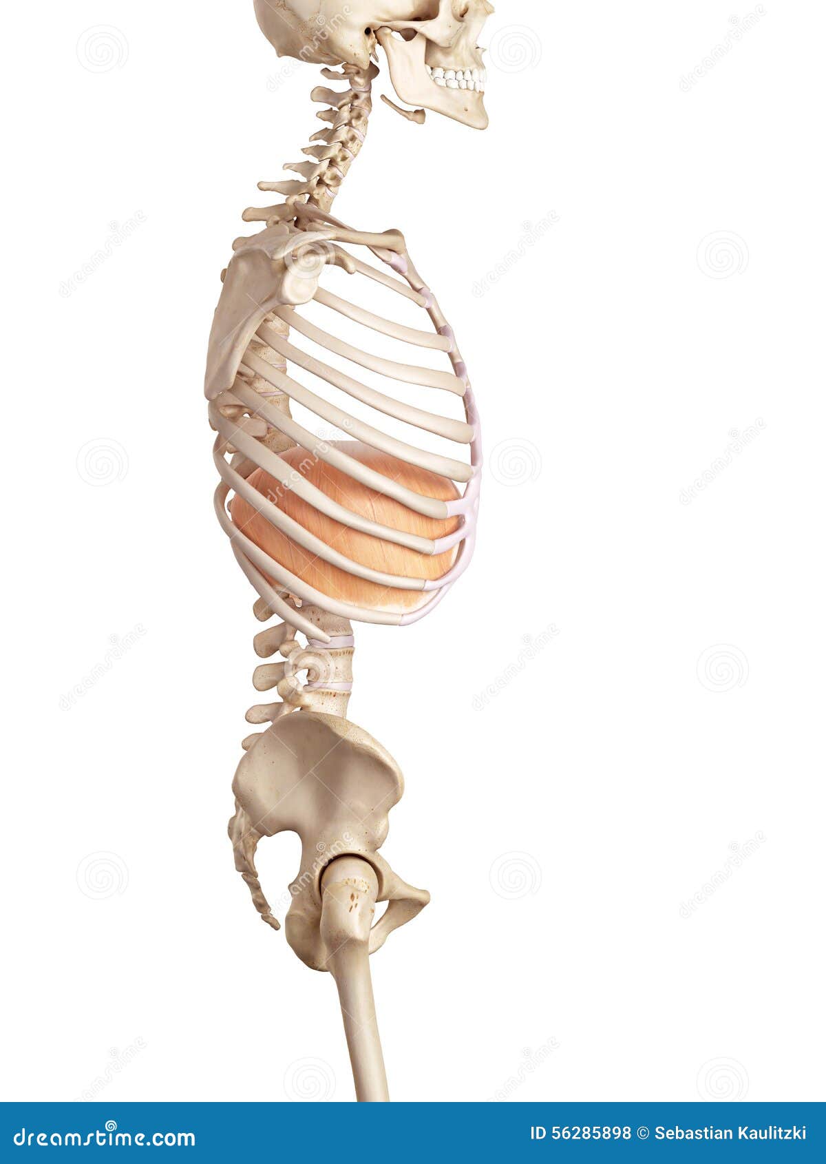 The diaphragm stock illustration. Illustration of medical - 56285898