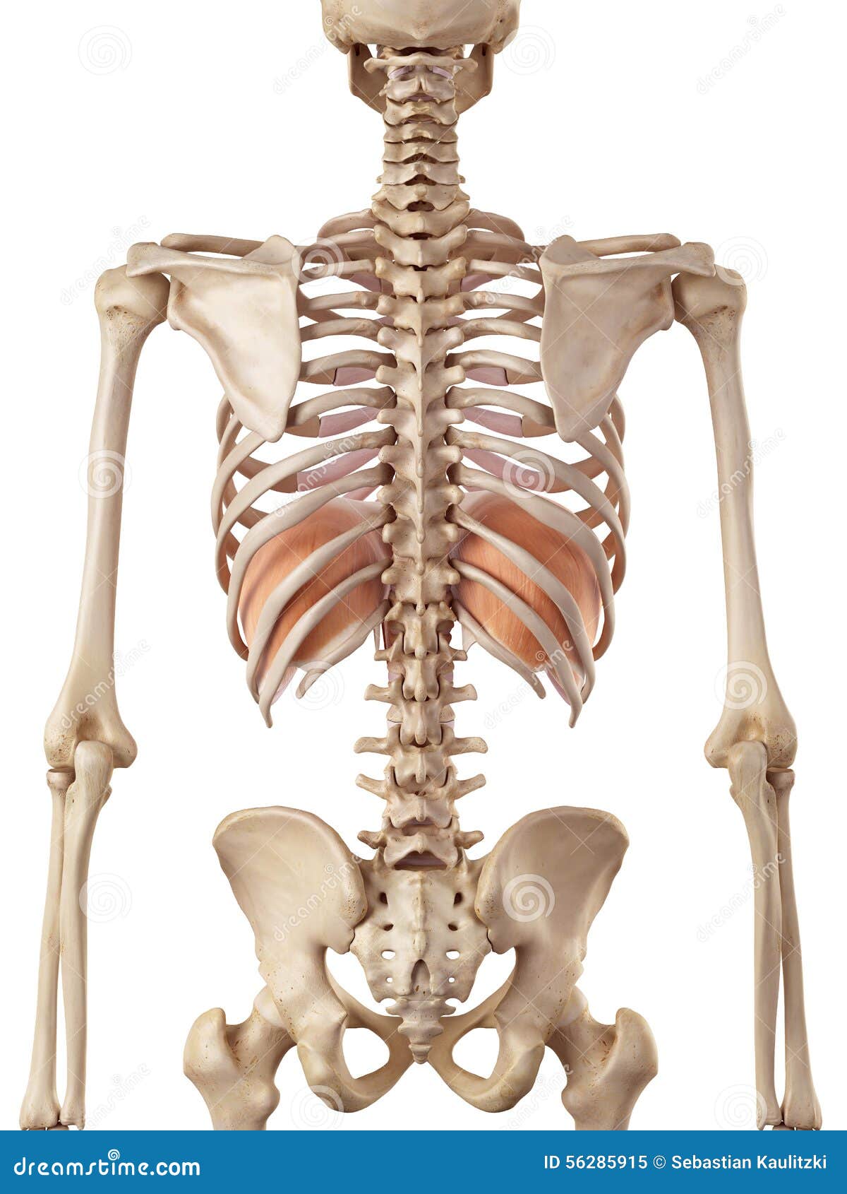 The diaphragm stock illustration. Illustration of plain - 56285915