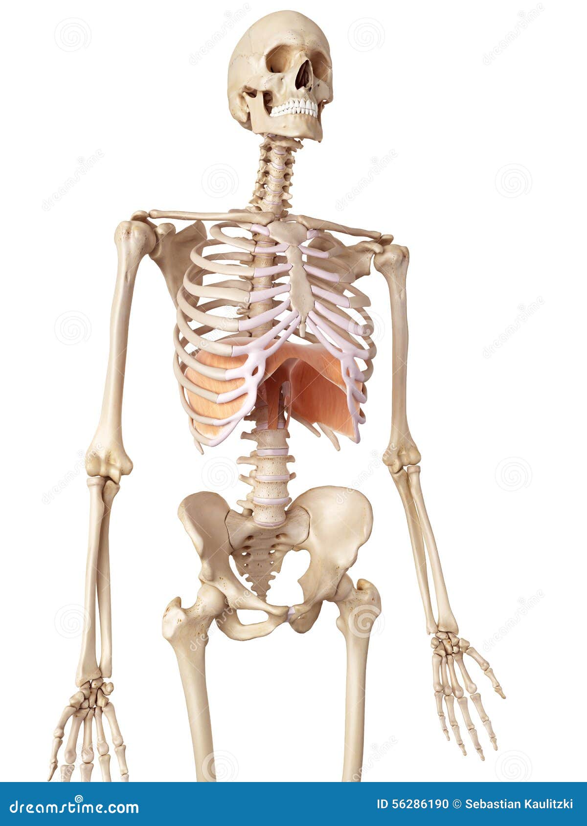 The diaphragm stock illustration. Illustration of science - 56286190