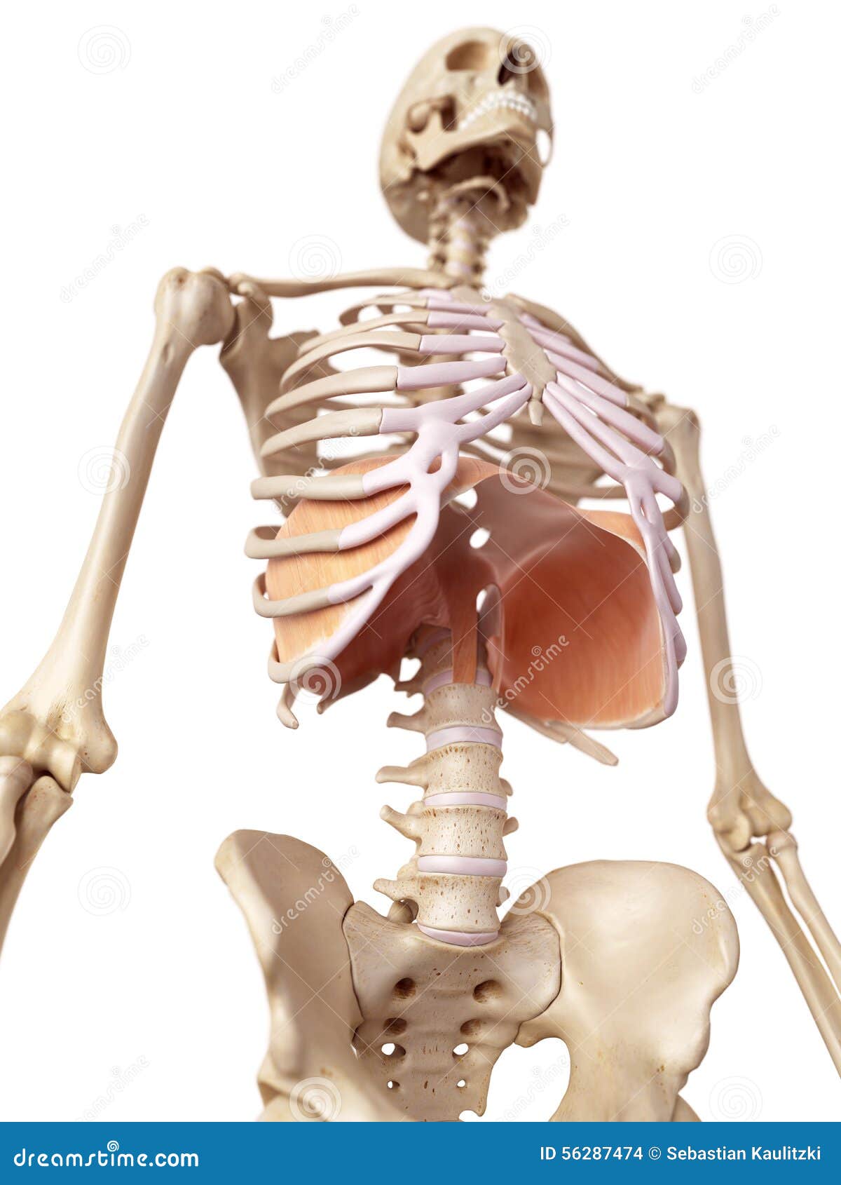The diaphragm stock illustration. Illustration of science - 56287474