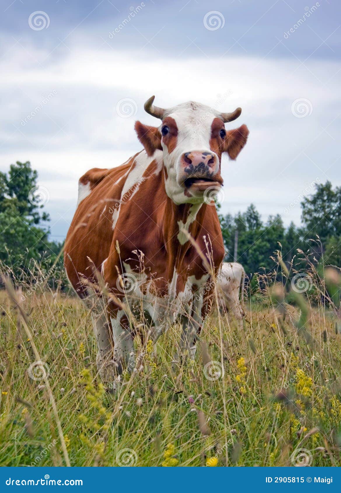 Diary cow stock image. Image of cute, paddock, look, mouth - 2905815