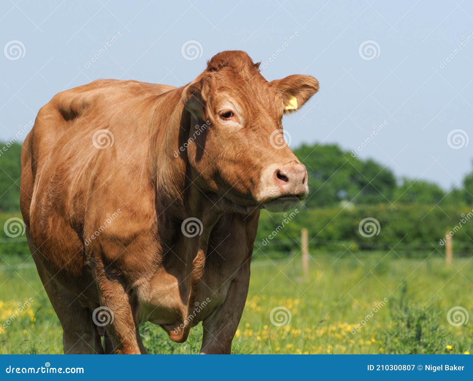 Diary Cow stock image. Image of farm, dairy, herd, mammal - 210300807