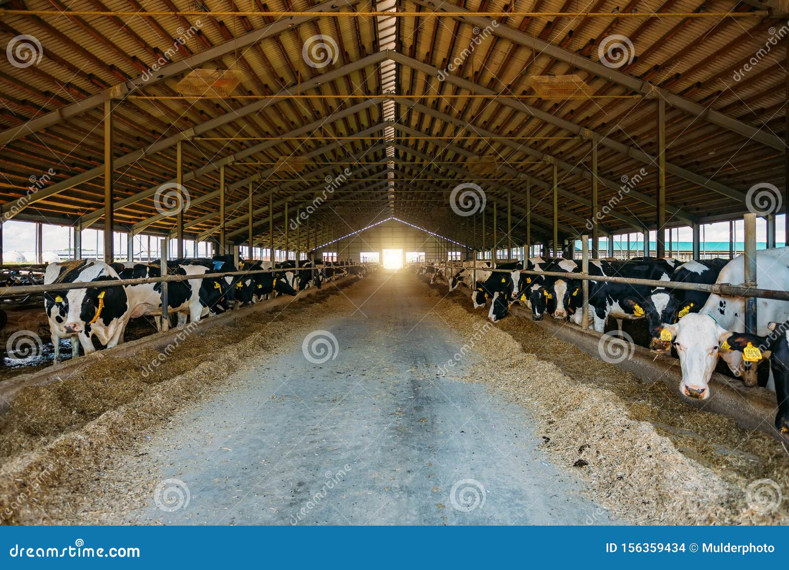 Diary Cows in Modern Free Livestock Stall Stock Photo - Image of large ...