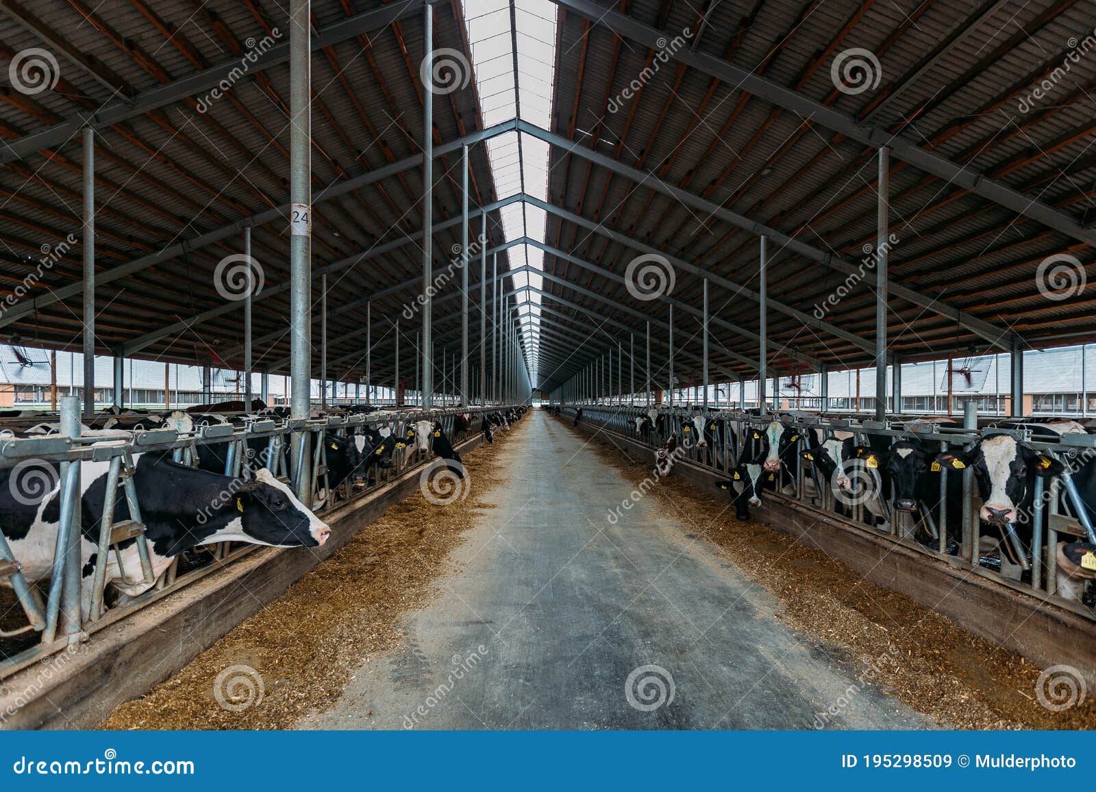Diary Cows in Modern Free Livestock Stall Stock Image - Image of ...