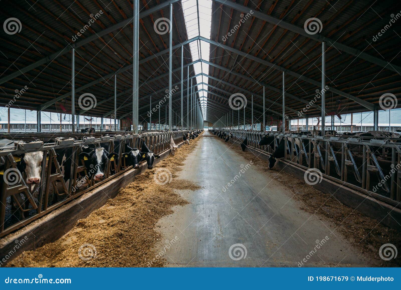 Diary Cows in Modern Free Livestock Stall Stock Image - Image of ...