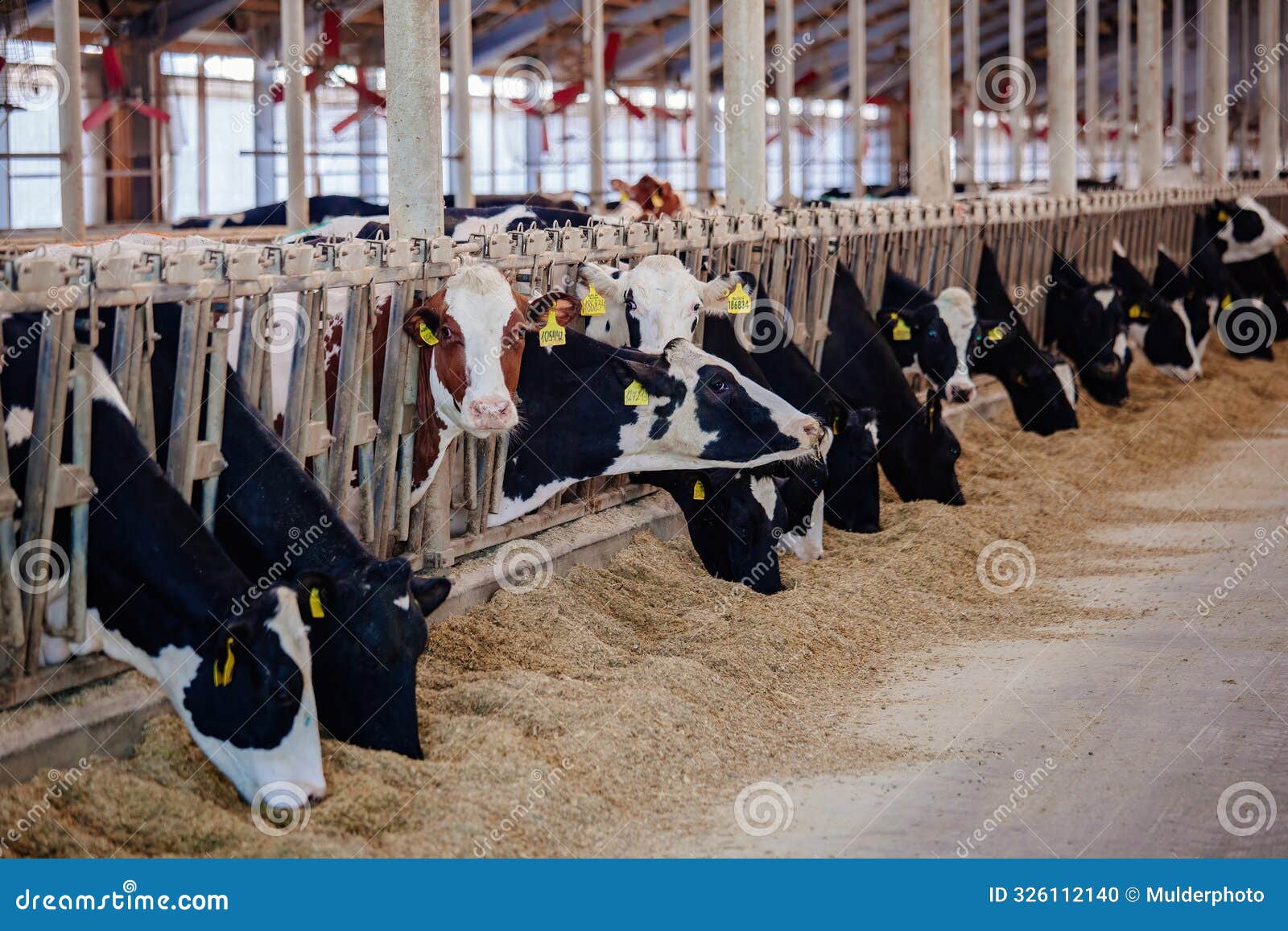 Diary Cows in Modern Free Livestock Stall Stock Photo - Image of indoor ...