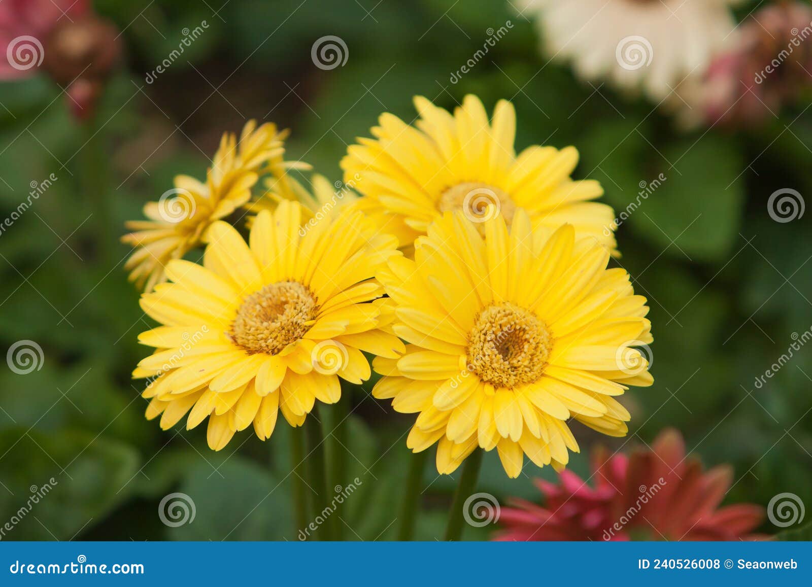 Diasy Flower in Nature at the Park 9 March 2008 Stock Photo - Image of ...