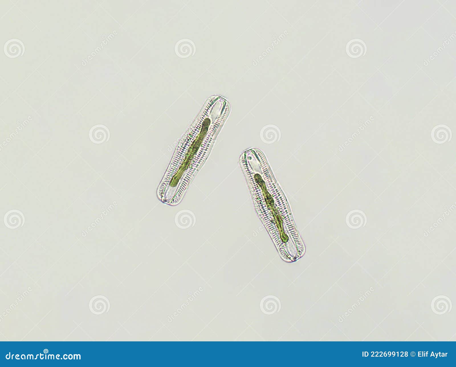 Diatom And Water Microorganisms Under The Microscope Stock Photography ...