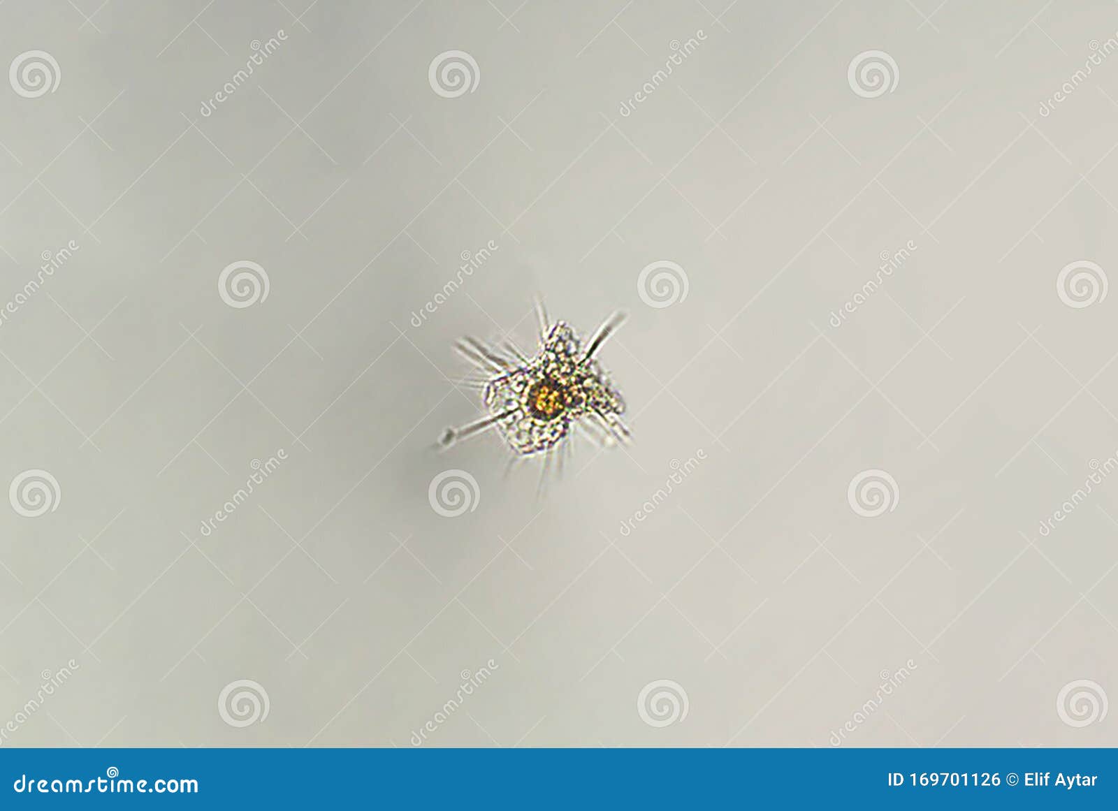 Diatom, Golden Yellow Algae Under Microscopic View Stock Illustration ...
