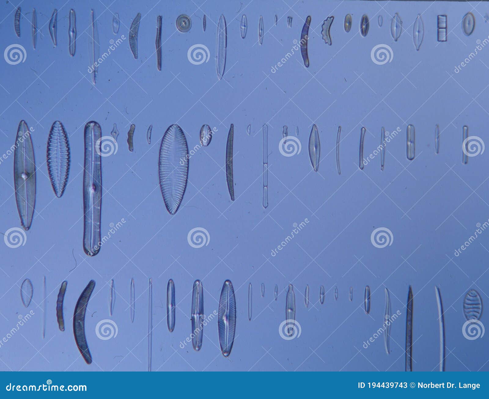 Diatomas Del Mar Bajo El Microscopio Imagen de archivo - Imagen de ...