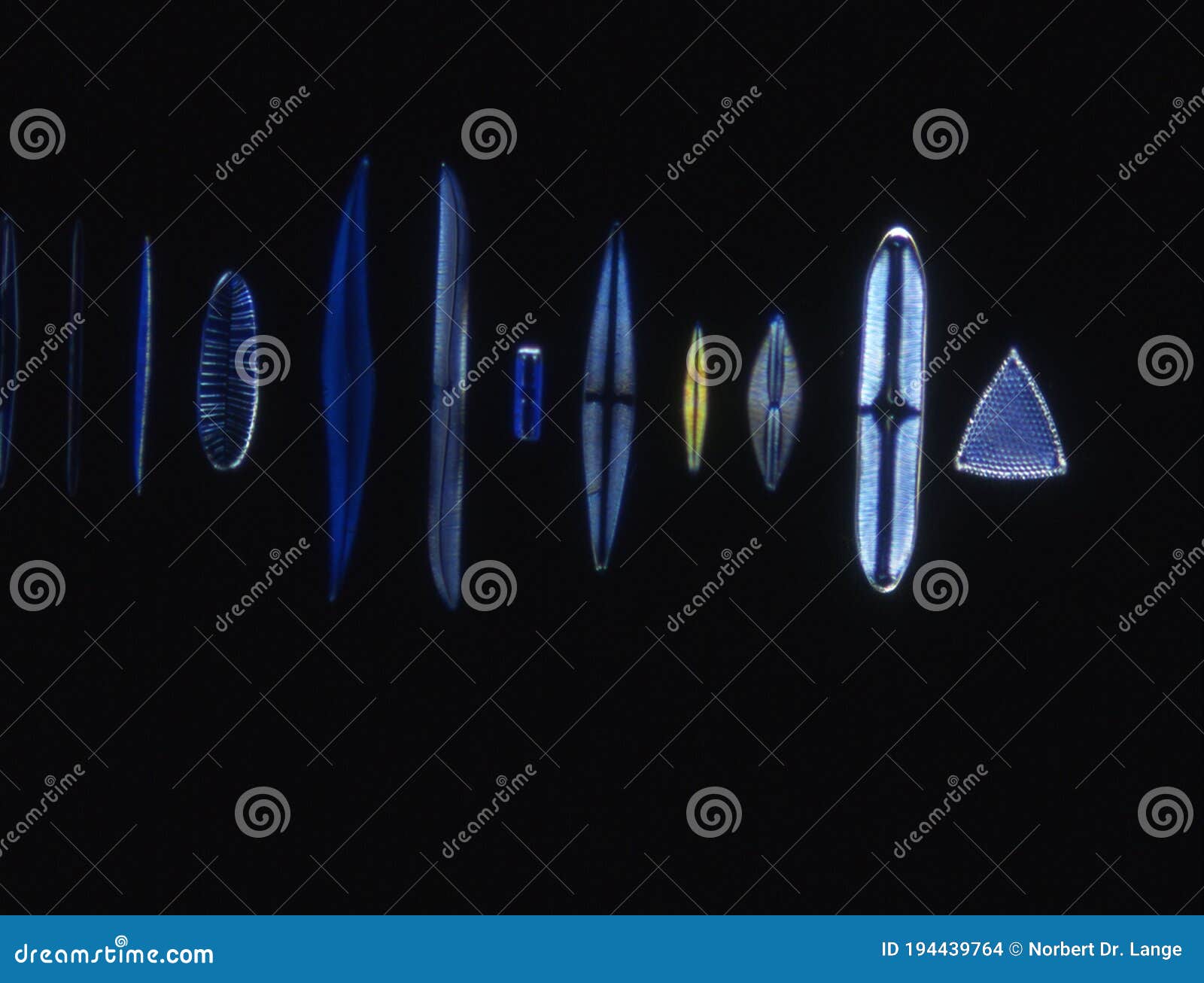 Diatomas Del Mar Bajo El Microscopio Foto de archivo - Imagen de negro ...