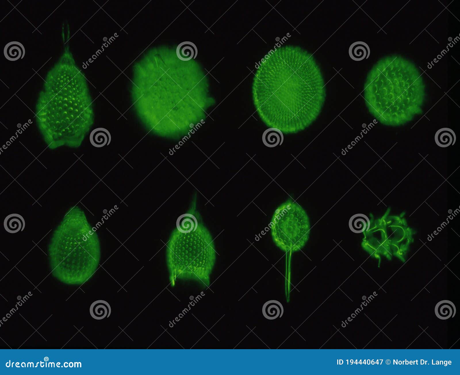 Diatomas Del Mar Bajo El Microscopio Imagen de archivo - Imagen de ...