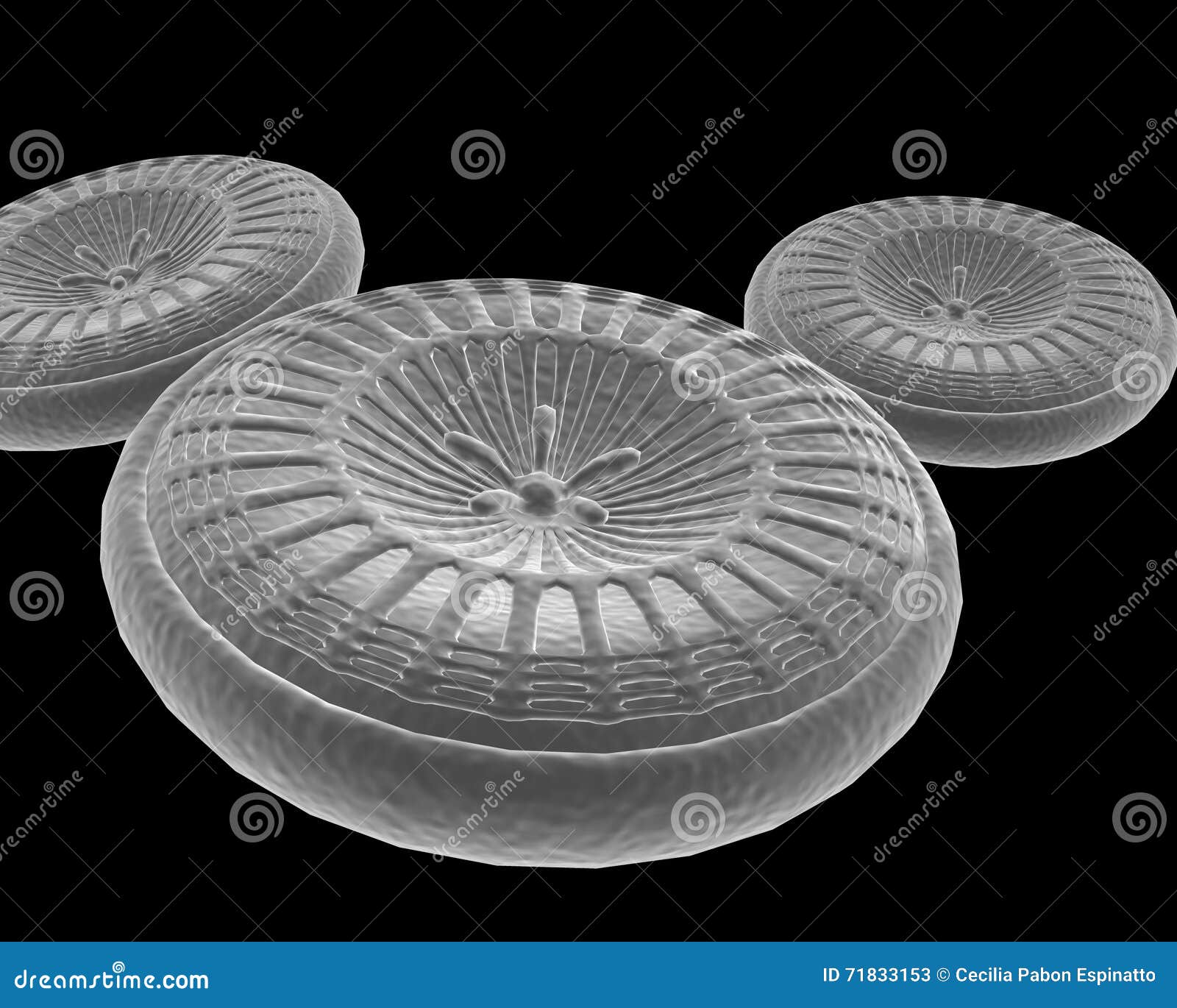 Diatom Electron Microscope