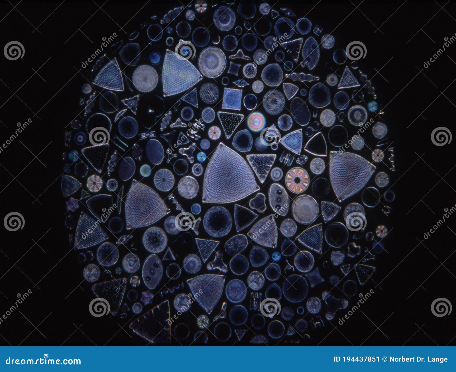Diatoms from the sea stock image. Image of diatoms, small - 194437851