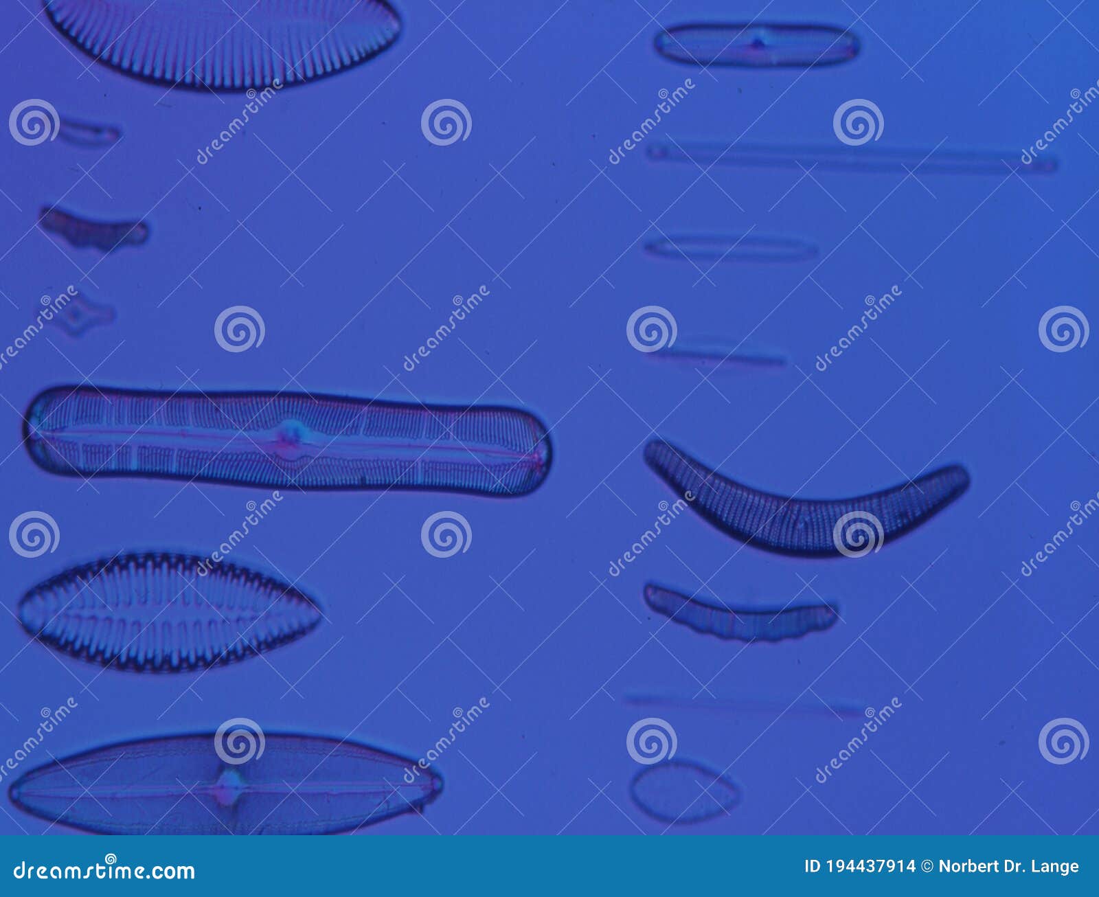 Diatoms from the sea stock photo. Image of round, magnification - 194437914