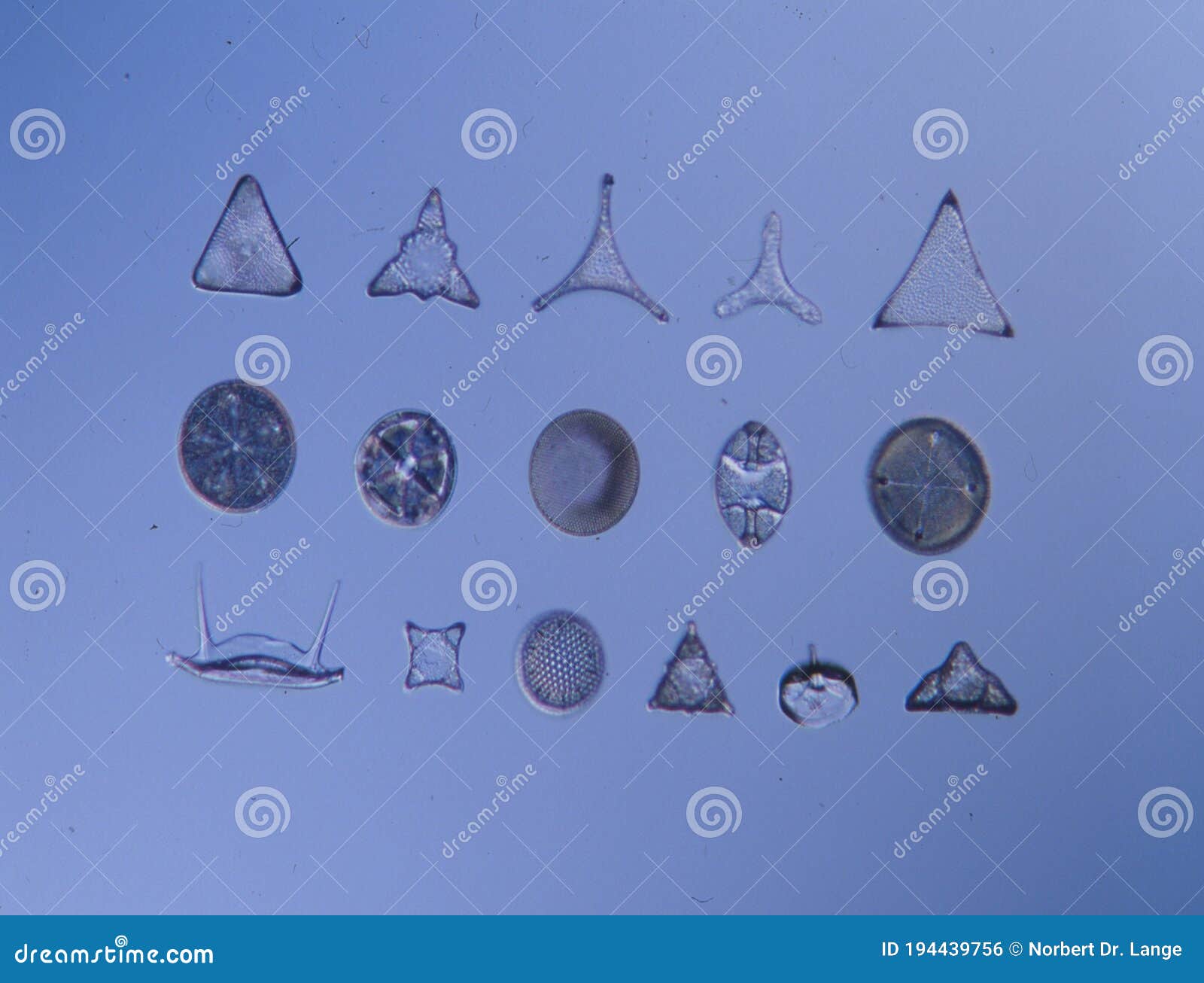 Diatoms from the Sea Under the Microscope Stock Photo - Image of ...