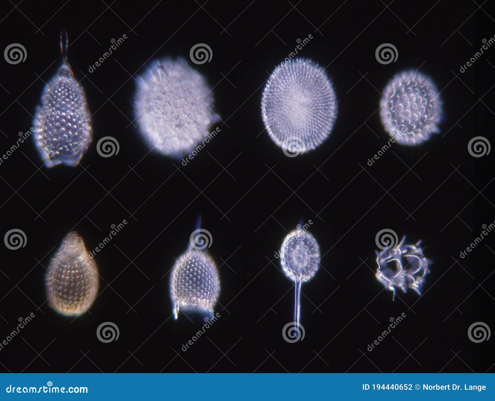 Diatoms from the Sea Under the Microscope Stock Photo - Image of algae ...