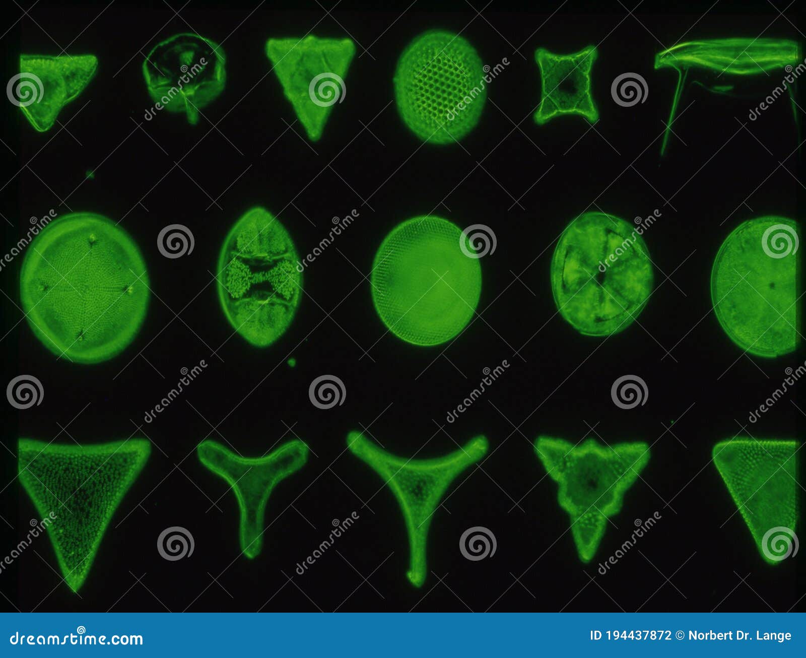 Gyrosigma Balticum Diatoms Light Micrograph Stock Image