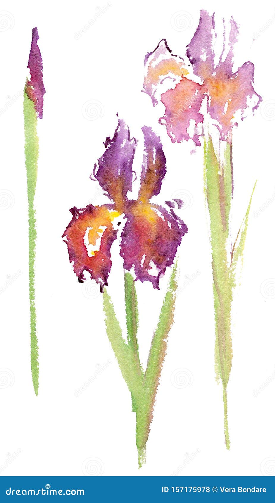 Dibujo Acuarela De Iris Rojo Con Amarillo Foto de archivo - Ilustración ...