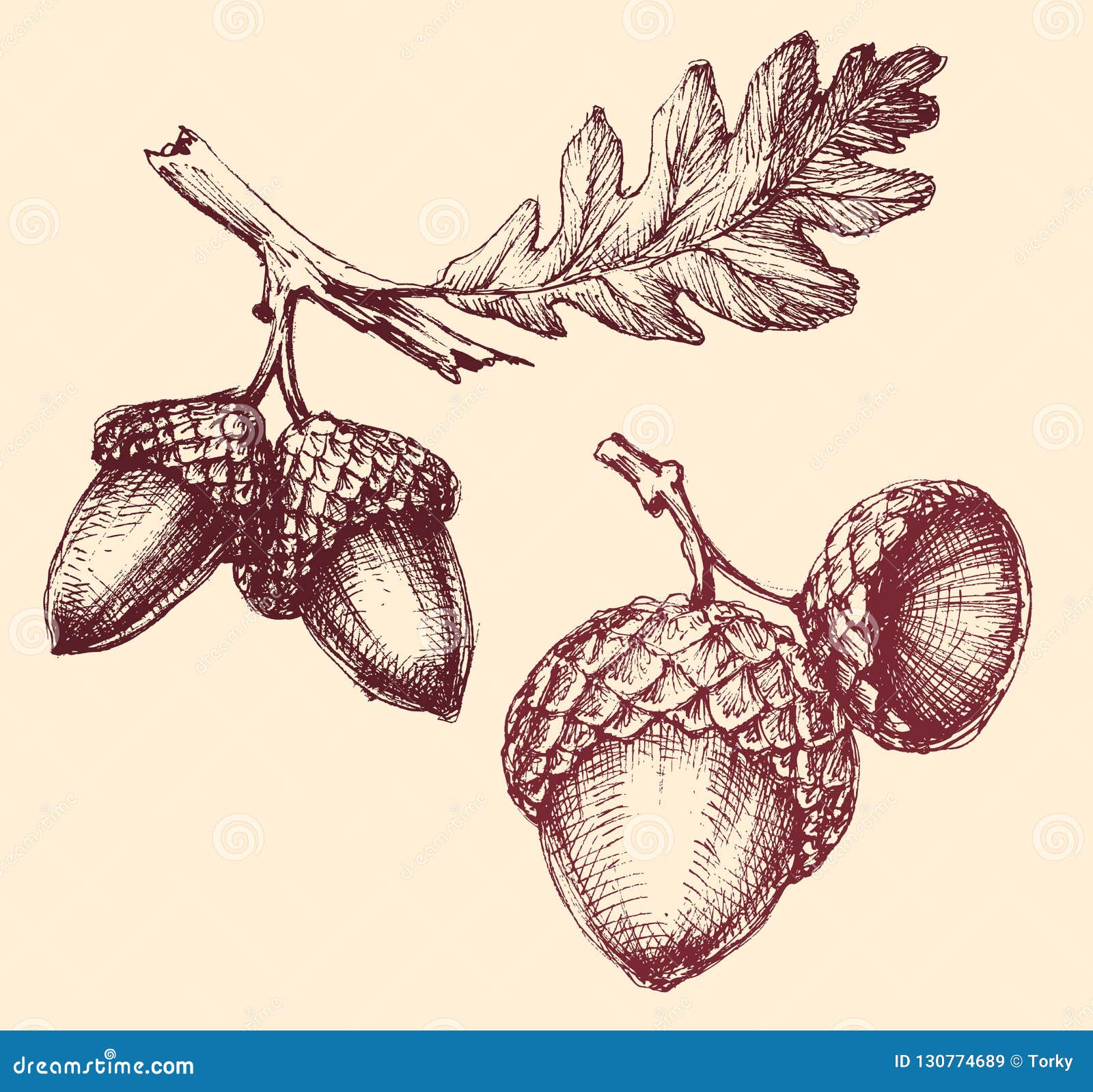 Dibujo Aislado Bellota De La Mano Ilustración del Vector - Ilustración ...