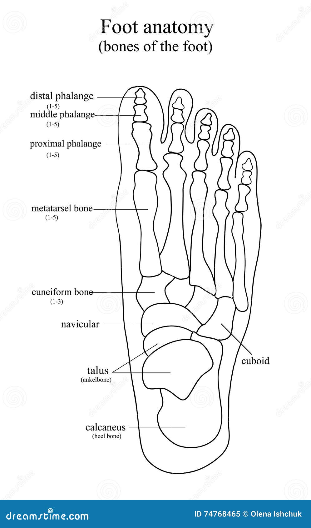 Dibujo anatómico del pie ilustración del vector. Ilustración de ...