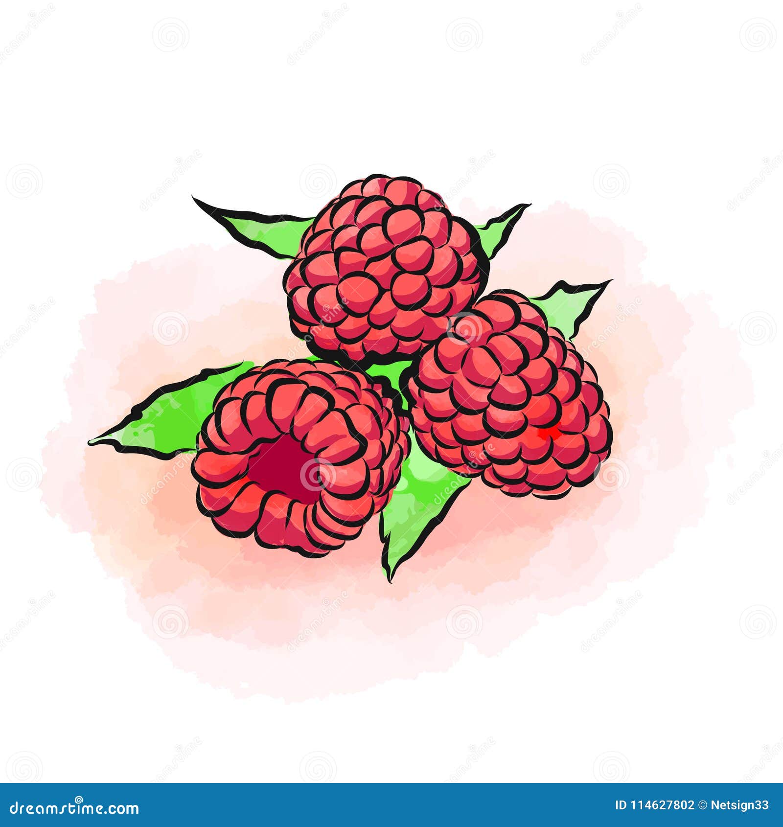 Dibujo Coloreado De Frambuesas Ilustración del Vector - Ilustración de ...