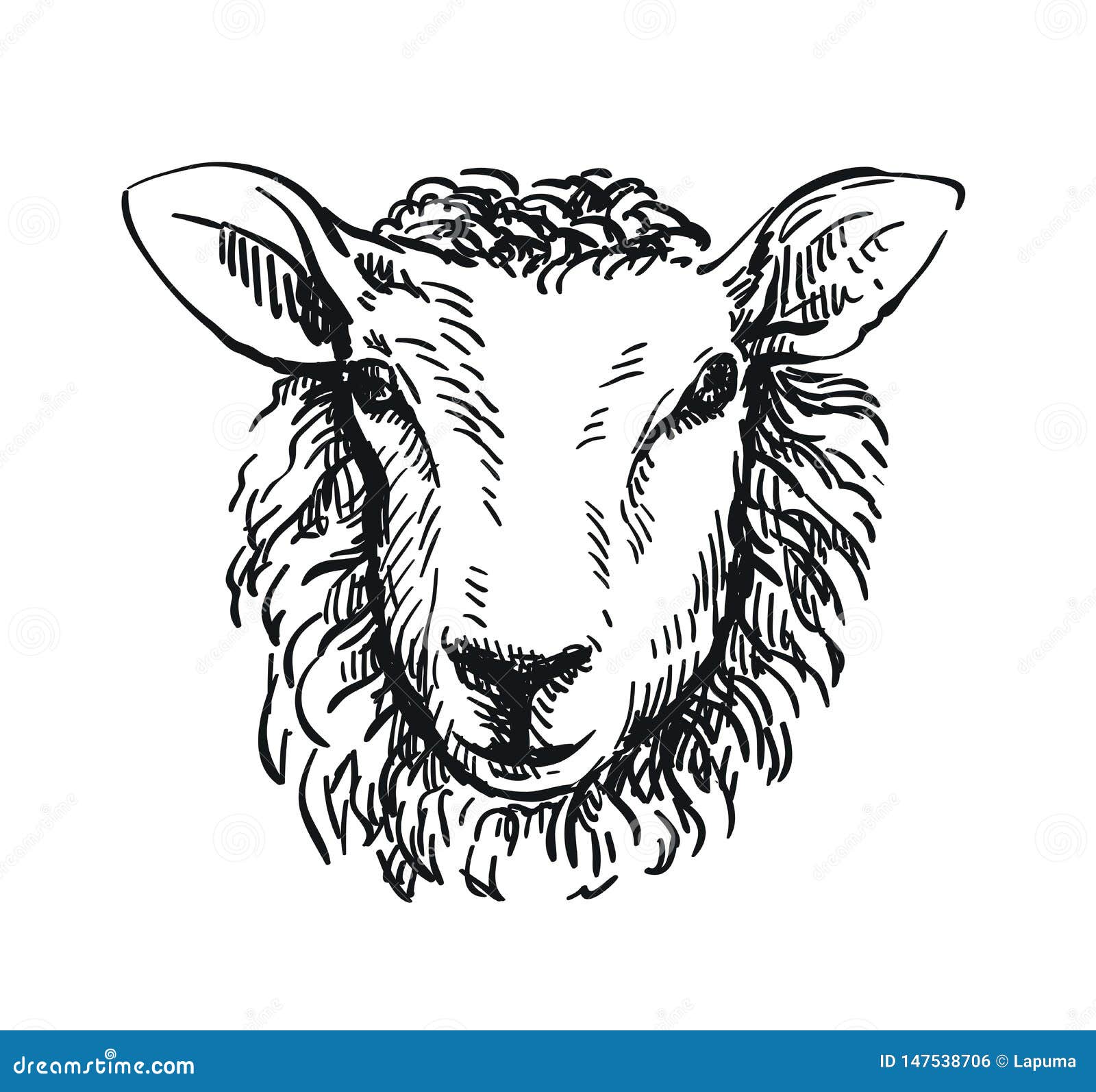 Dibujo De La Cabeza De La Oveja En Cara Llena En El Fondo Blanco Ilustración Del Vector