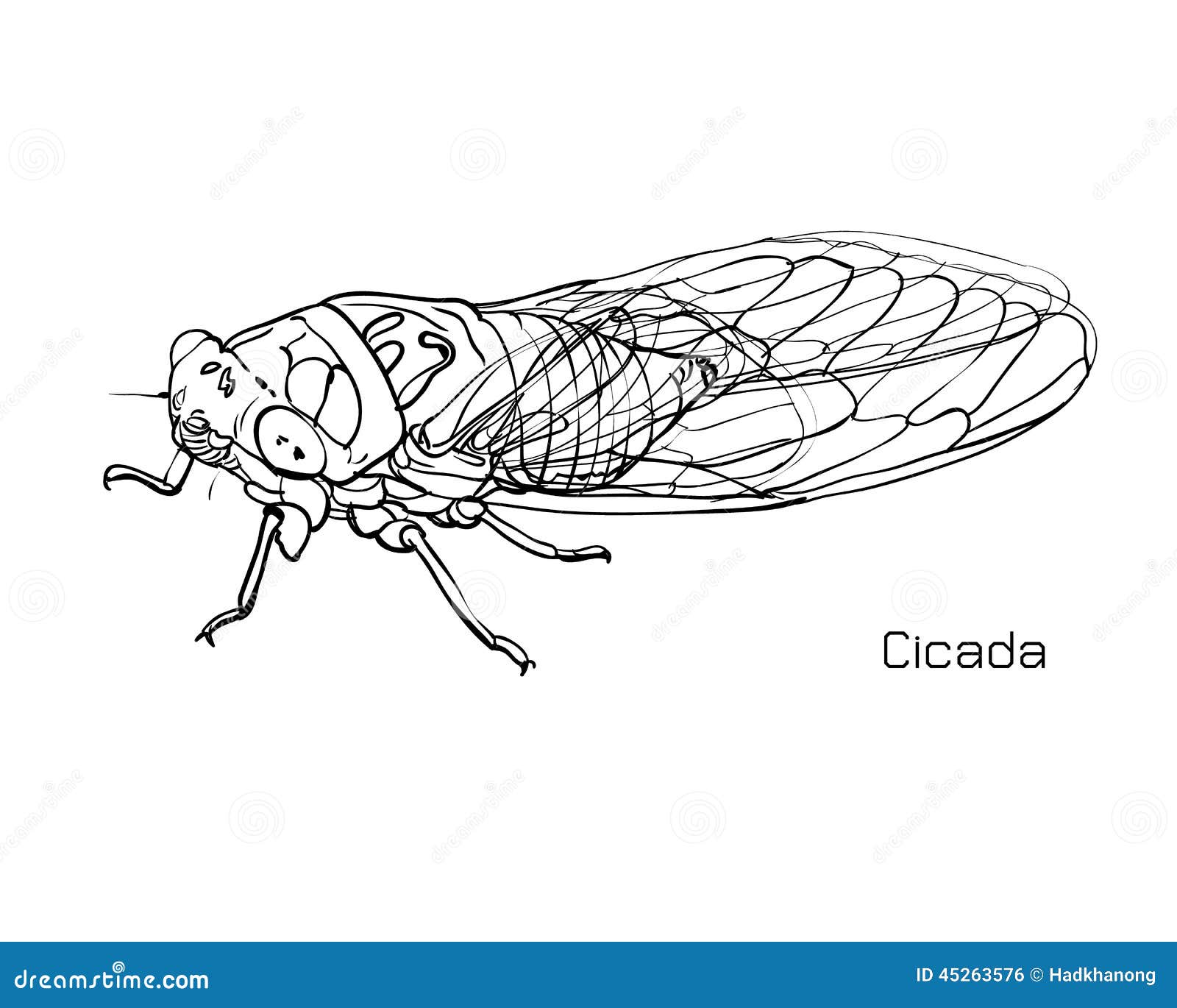 Dibujo de la cigarra ilustración del vector. Ilustración de aislado ...