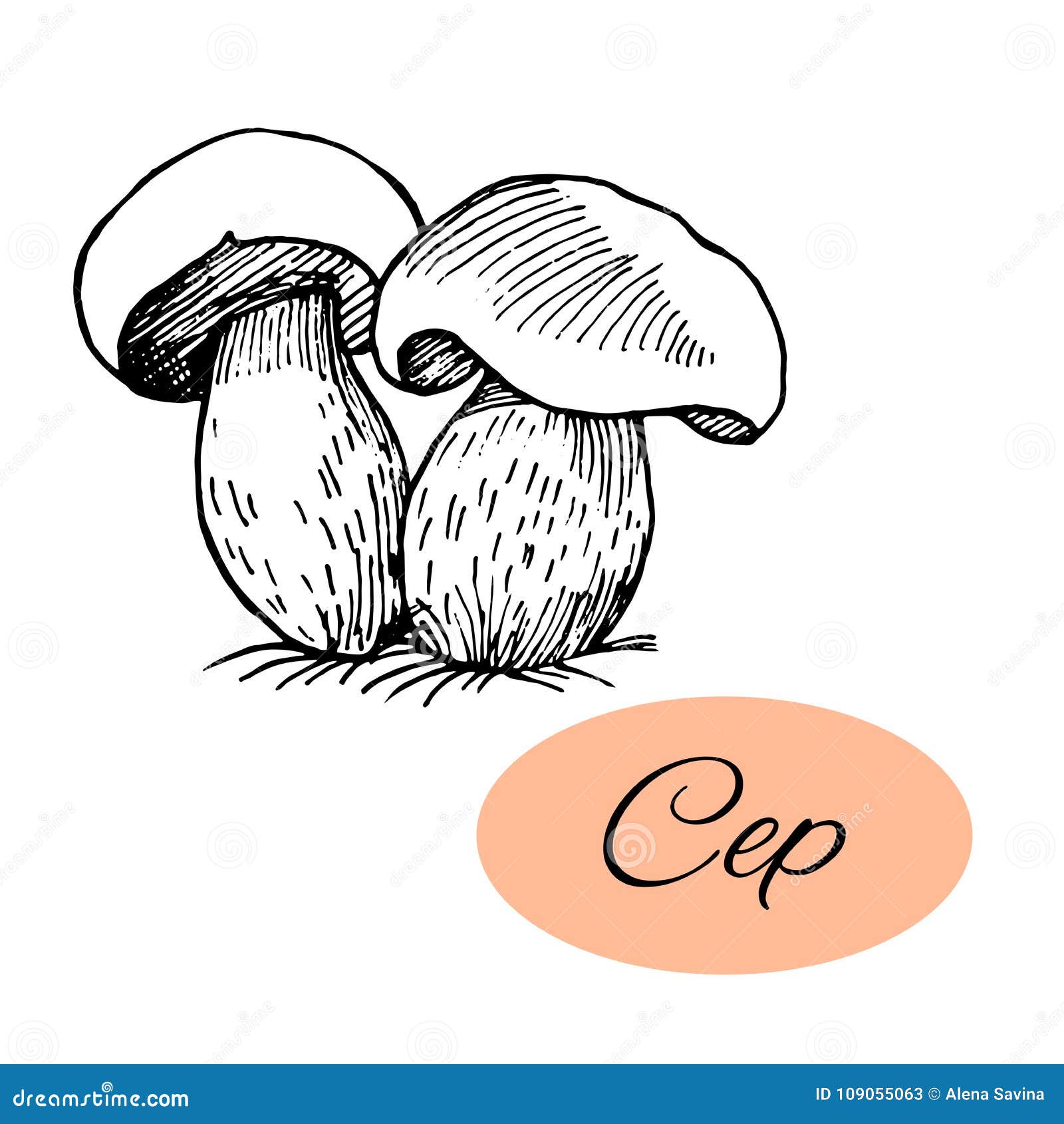 Dibujo de la tinta del Cep ilustración del vector. Ilustración de ...