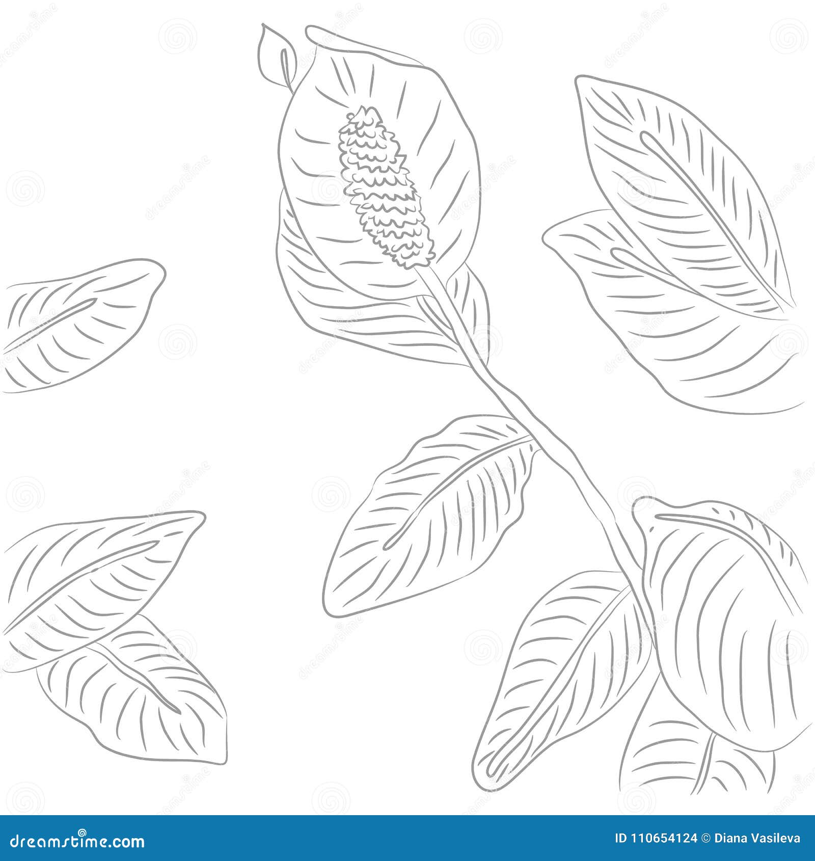 Dibujo Del Vector Del Contorno Lily Flower Para El Libro De Colorear ... Dibujo Del Vector Del Contorno Lily Flower Para El Libro De Colorear ...