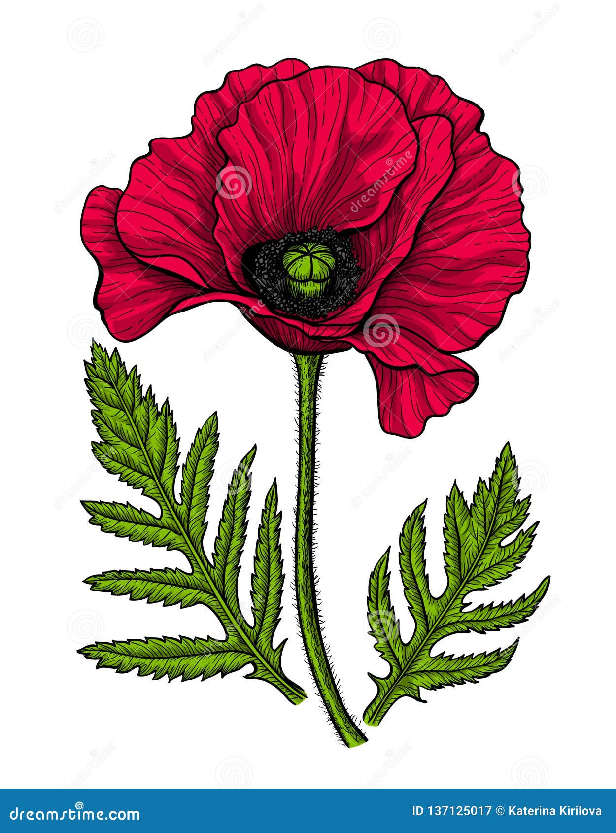 Dibujo Del Vector De La Amapola Ilustración del Vector - Ilustración de ...