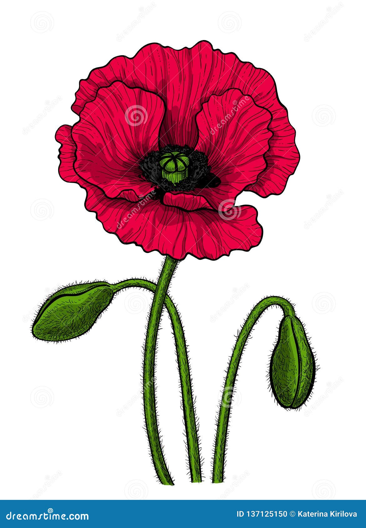 Dibujo Del Vector De La Amapola Stock de ilustración - Ilustración de ...